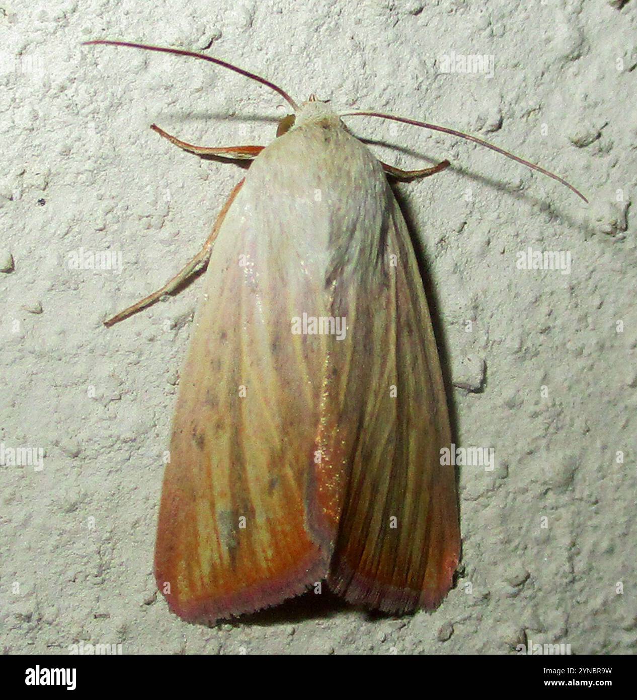 Owlet Moths and Allies (Noctuoidea Stock Photo - Alamy