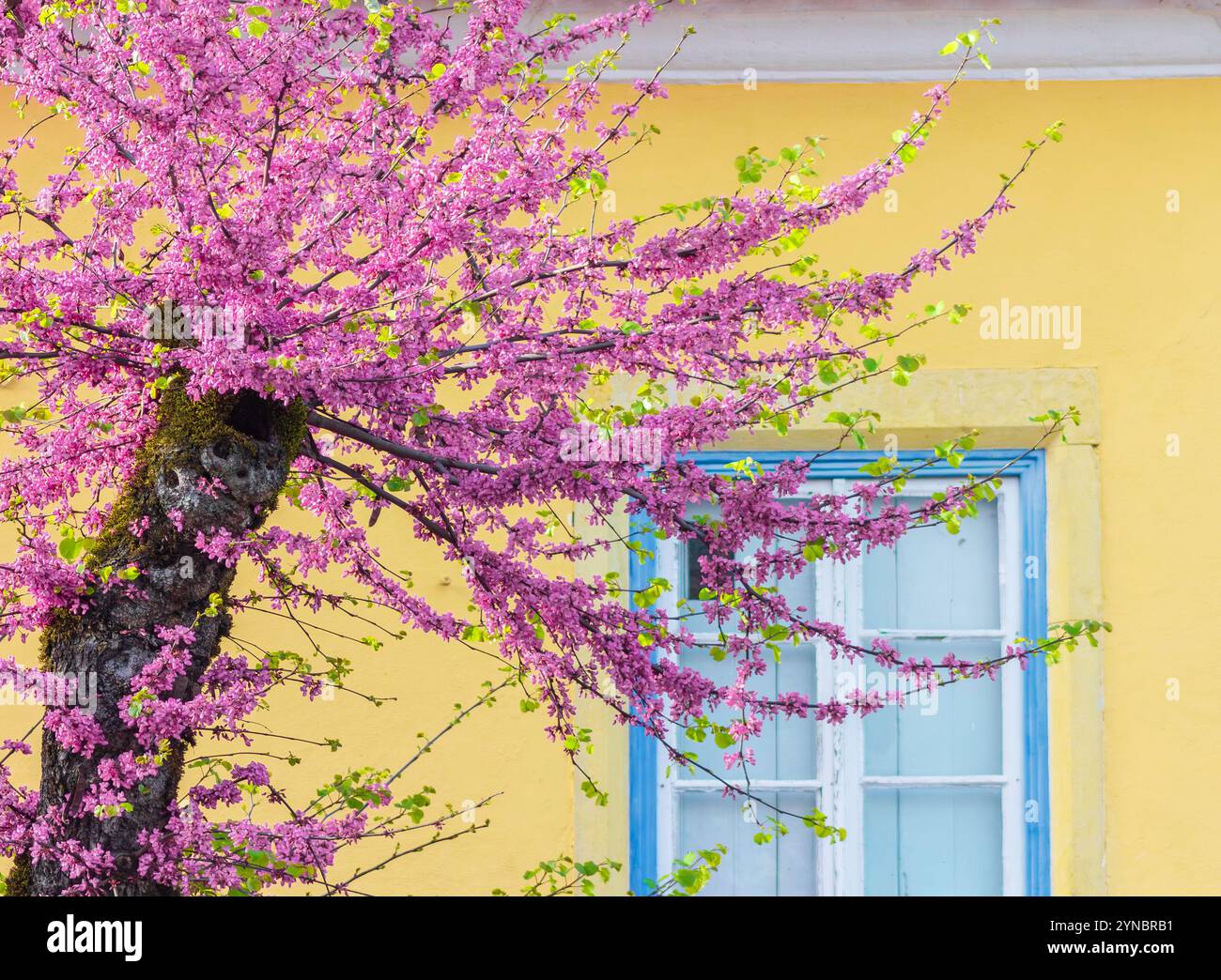 Pink judas tree in bloom in front of building Stock Photo - Alamy