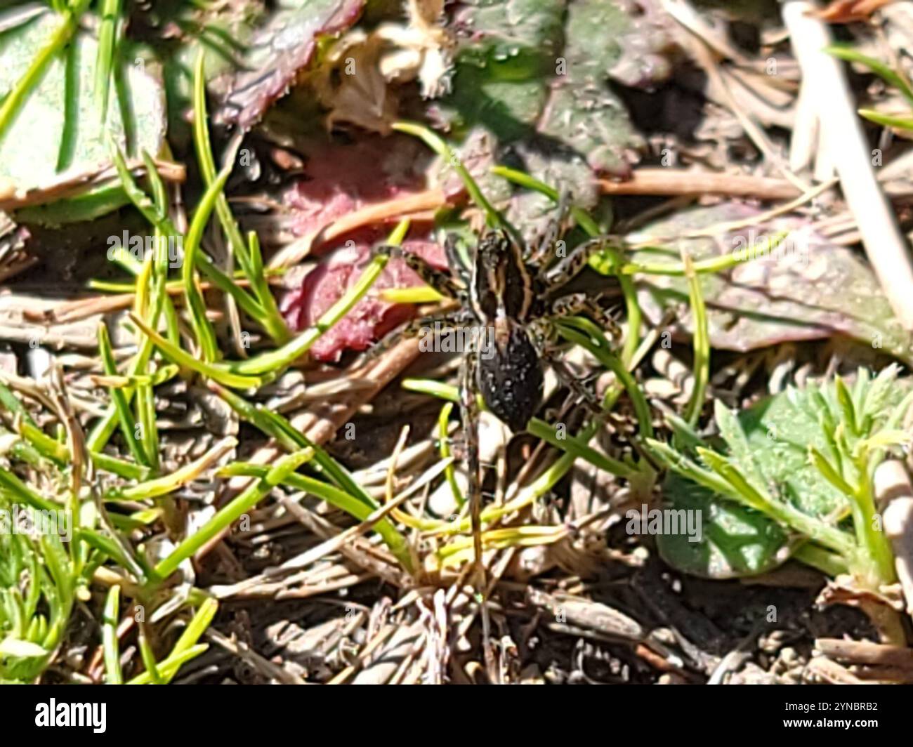 Thin-legged Wolf Spiders (Pardosa Stock Photo - Alamy