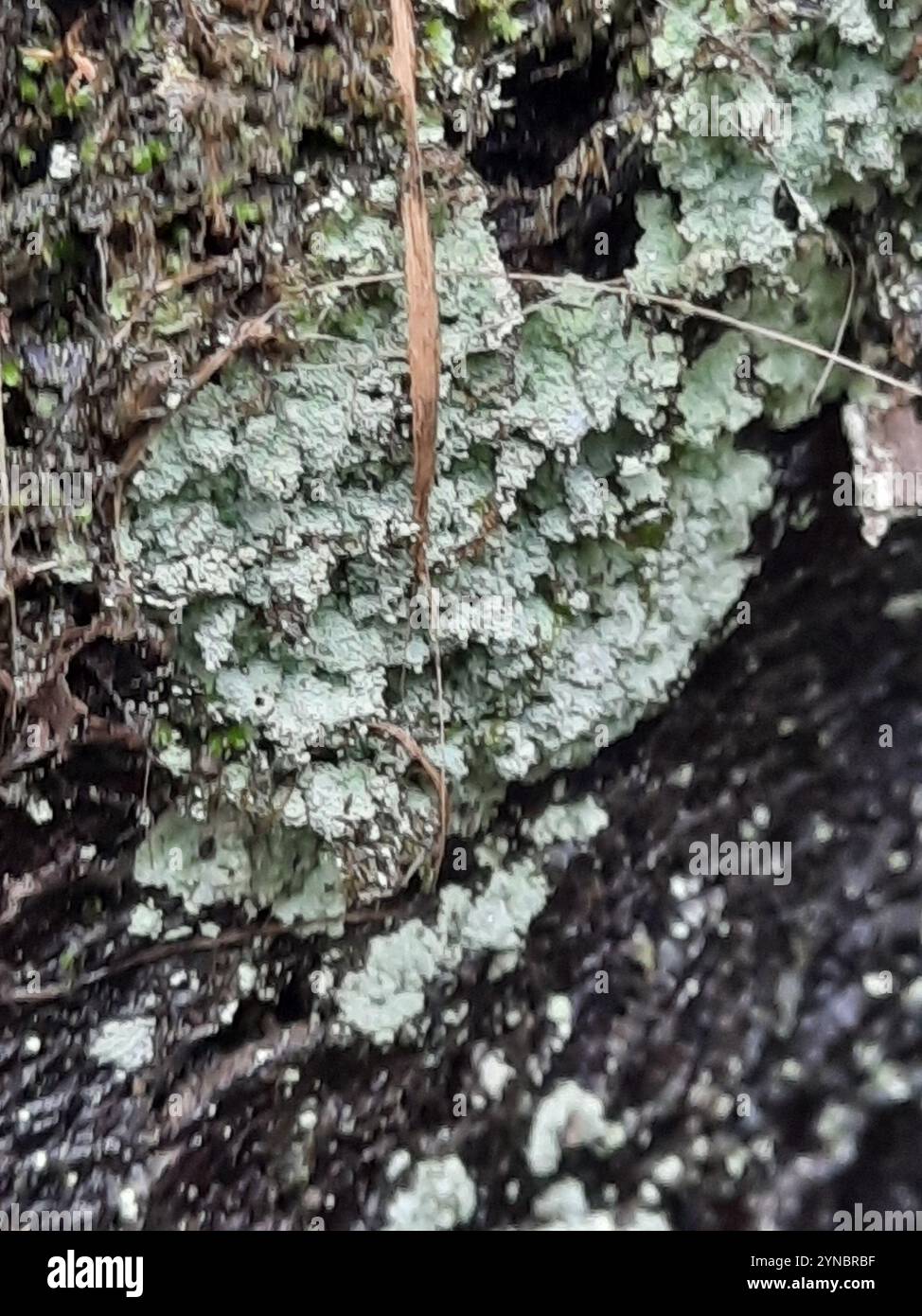 Dust Lichens (Lepraria Stock Photo - Alamy