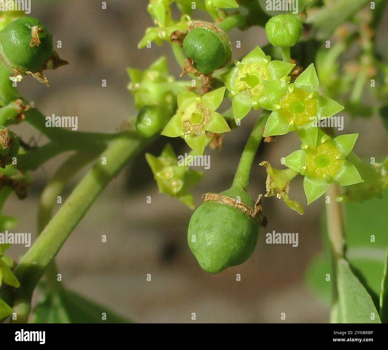 buffalo-thorn (Ziziphus mucronata Stock Photo - Alamy