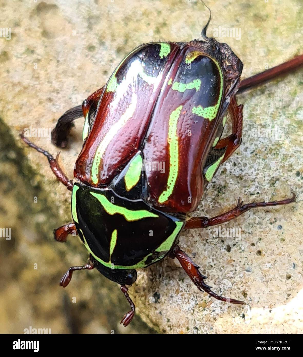 Fiddler Beetle (Eupoecila australasiae Stock Photo - Alamy