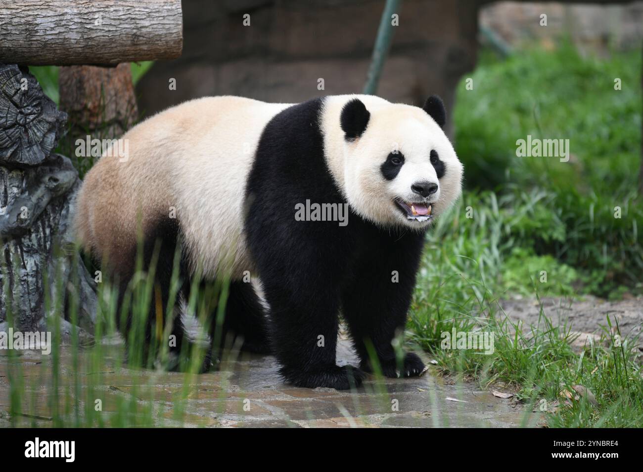 (241125) -- CHENGDU, Nov. 25, 2024 (Xinhua) -- Giant panda Xiao Qiji is ...