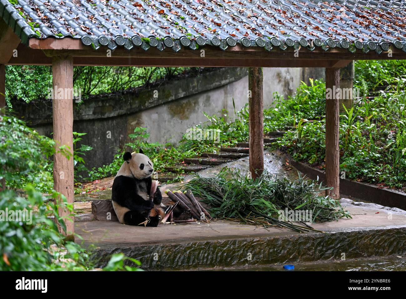 (241125) -- CHENGDU, Nov. 25, 2024 (Xinhua) -- Giant panda Mei Sheng ...