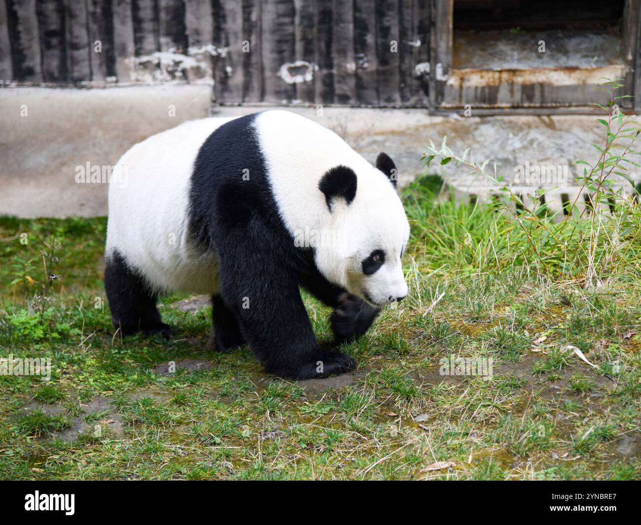 (241125) -- CHENGDU, Nov. 25, 2024 (Xinhua) -- Giant panda Xiao Liwu is pictured at Jiawuhai ...
