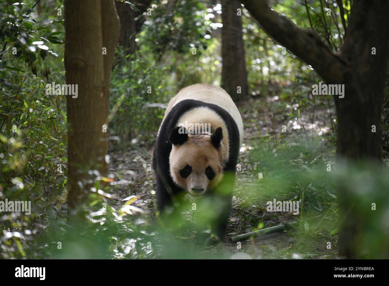 (241125) -- CHENGDU, Nov. 25, 2024 (Xinhua) -- Giant panda Yuan Meng ...