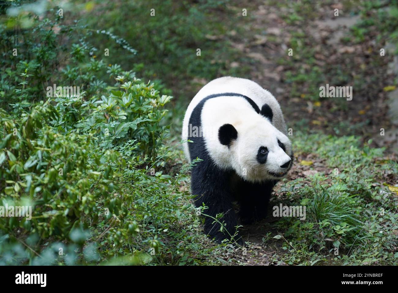 (241125) -- CHENGDU, Nov. 25, 2024 (Xinhua) -- Giant panda Mei Huan is ...