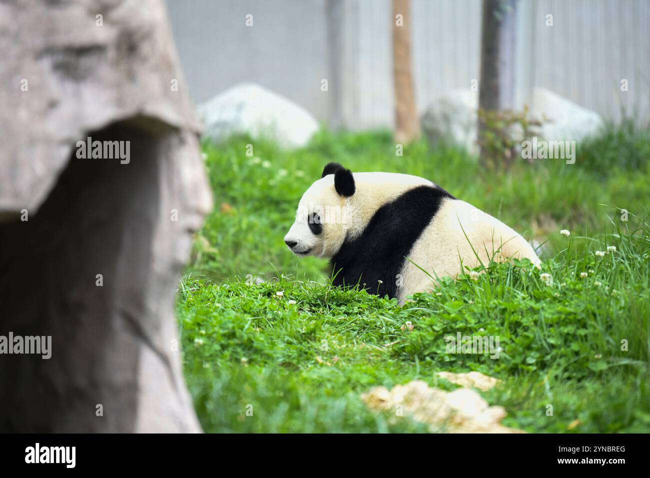 (241125) -- CHENGDU, Nov. 25, 2024 (Xinhua) -- Giant panda Sheng Yi is pictured at the ...
