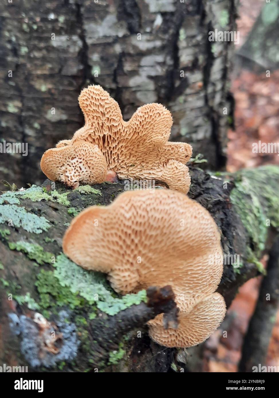 hexagonal-pored polypore (Neofavolus alveolaris Stock Photo - Alamy