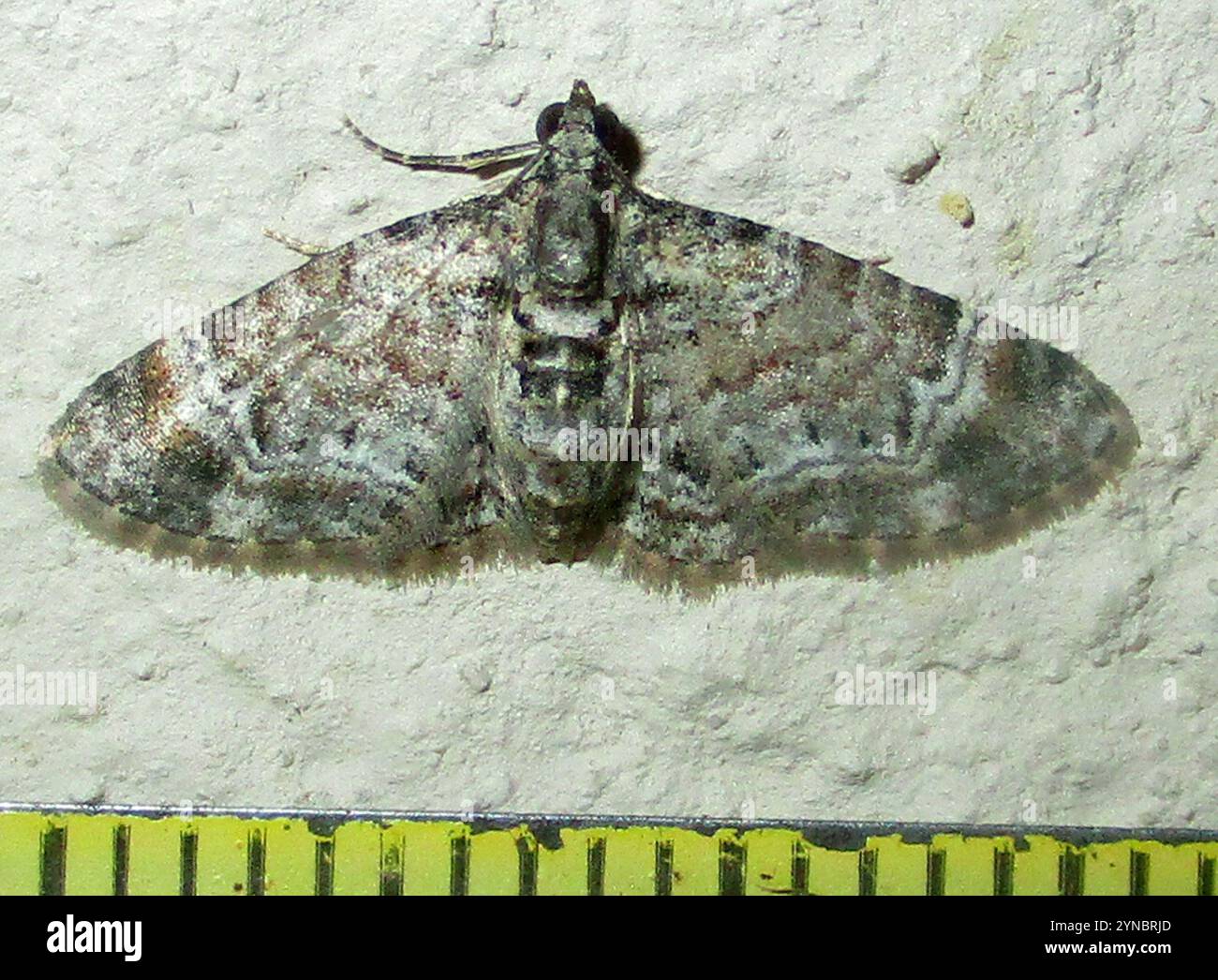 Geometer Moths (Geometridae Stock Photo - Alamy