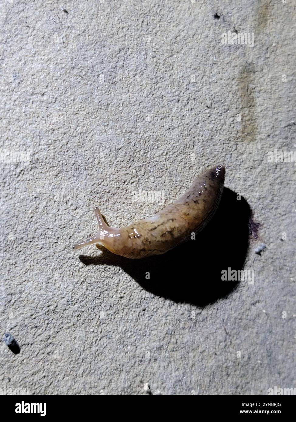 Threeband Slugs (Ambigolimax Stock Photo - Alamy