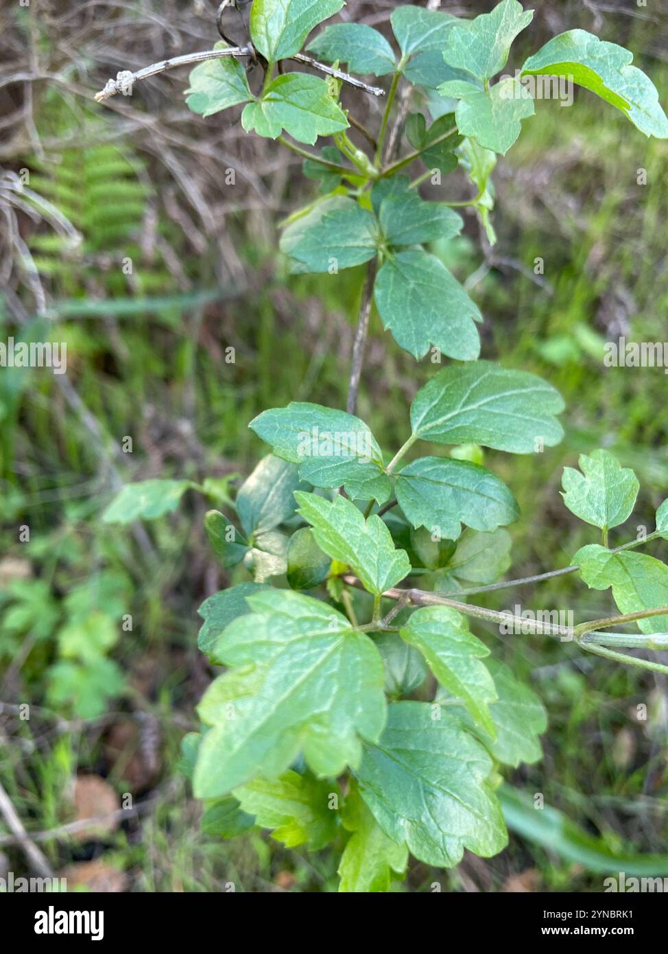Pipestem Clematis (Clematis lasiantha Stock Photo - Alamy