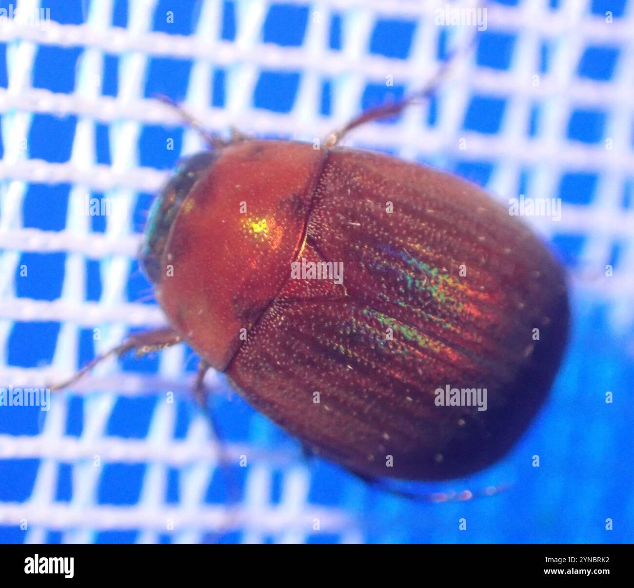 Maladera hi-res stock photography and images - Alamy