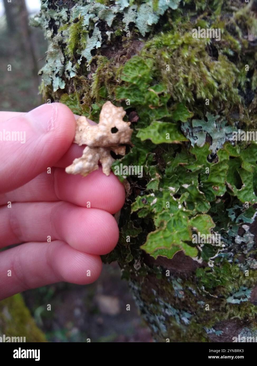 Tree Lungwort (Lobaria pulmonaria Stock Photo - Alamy