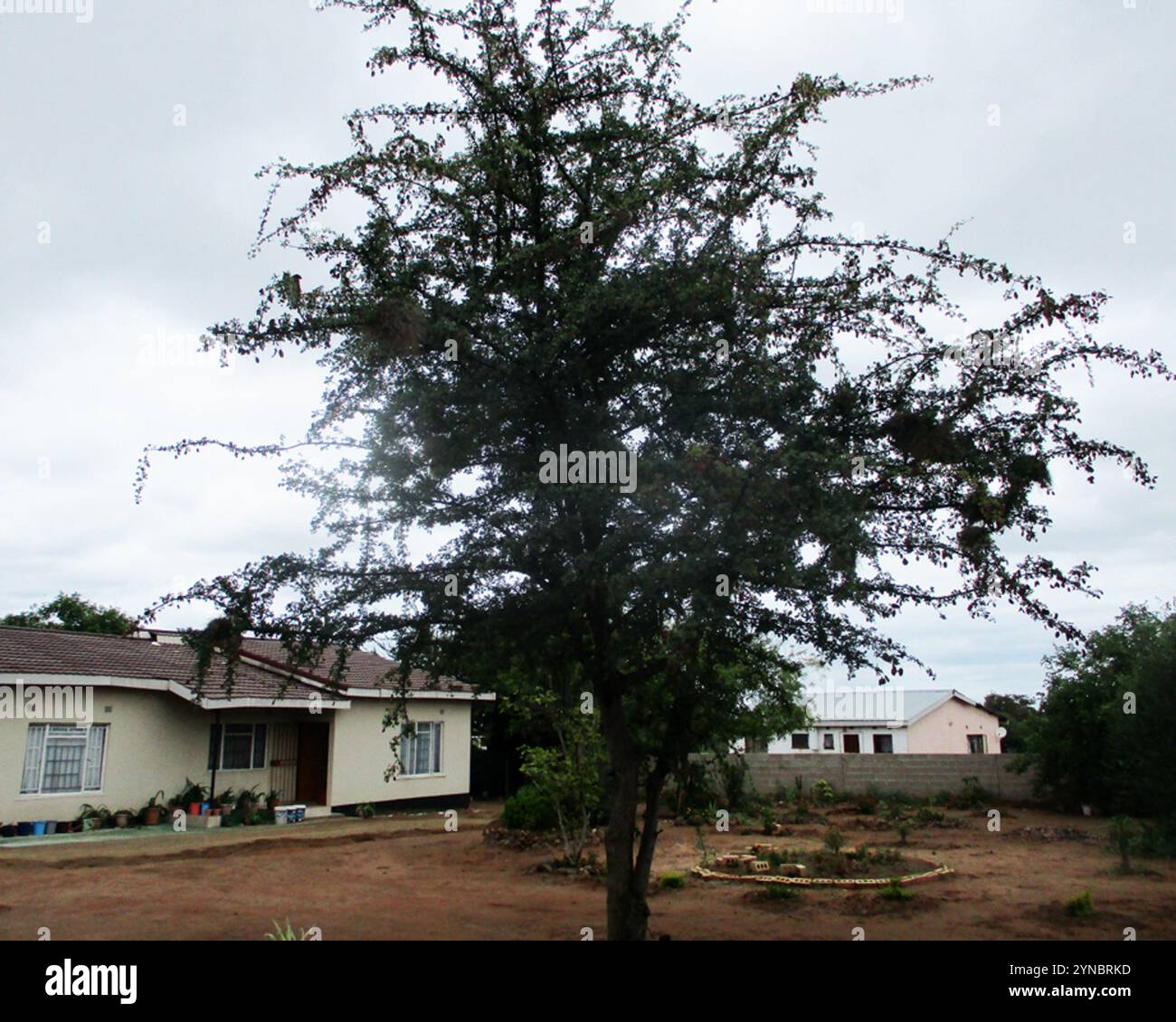 Terminalia prunioides hi-res stock photography and images - Alamy