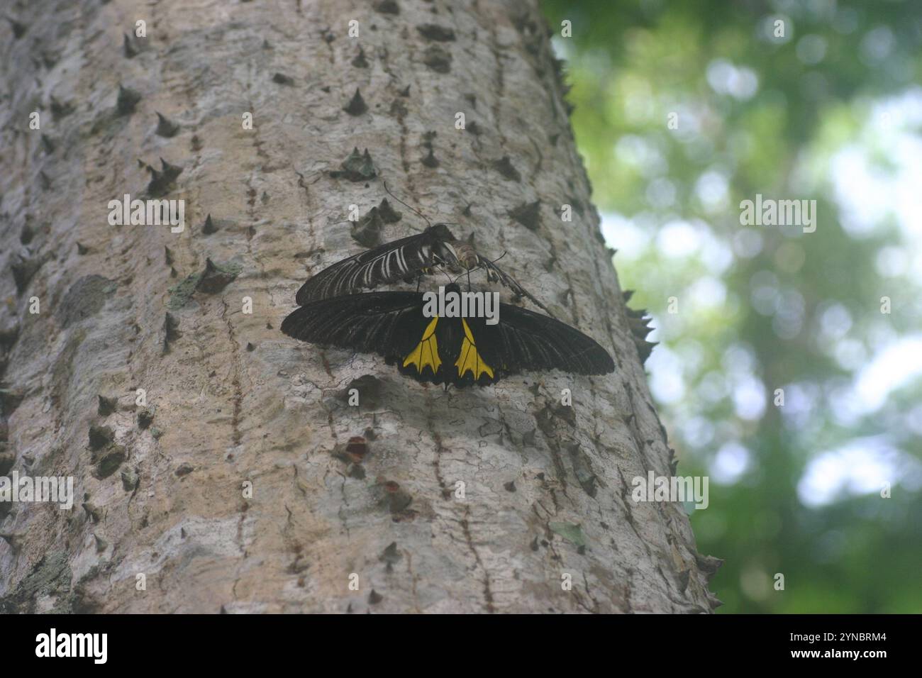 Southern Birdwing (Troides minos Stock Photo - Alamy