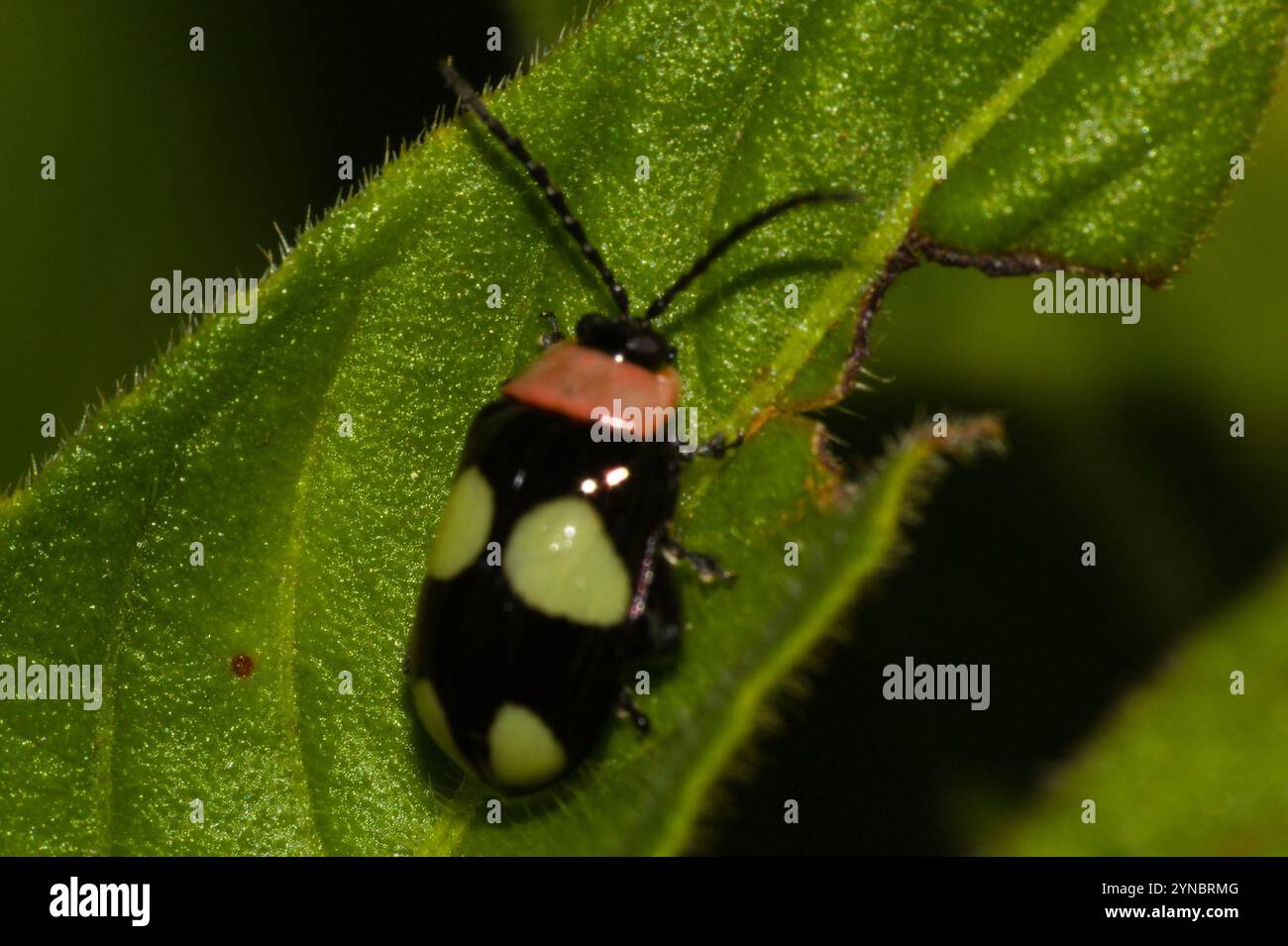 Alagoasa hi-res stock photography and images - Alamy