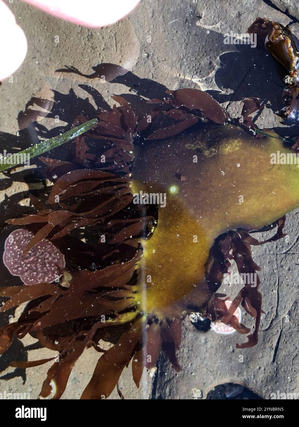 Bleach Weed (Prionitis sternbergii Stock Photo - Alamy