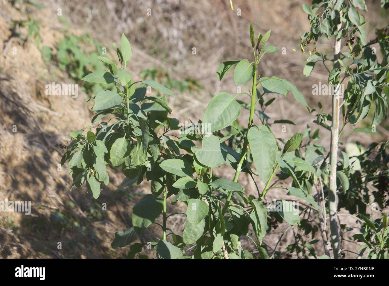 tree tobacco (Nicotiana glauca Stock Photo - Alamy