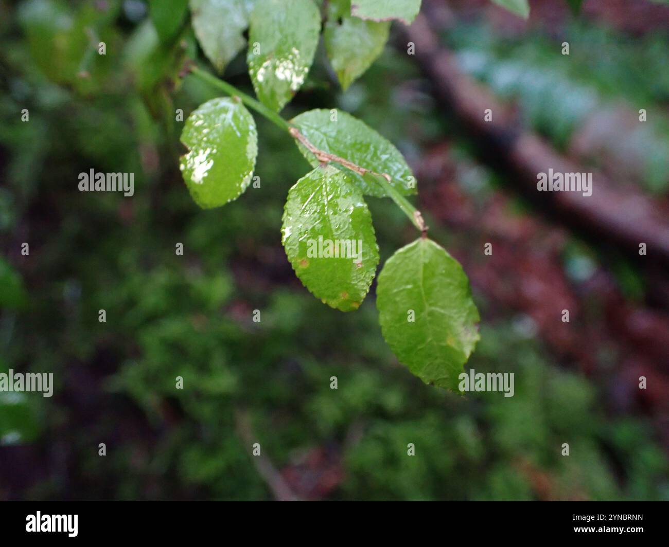 Red Huckleberry (Vaccinium parvifolium Stock Photo - Alamy