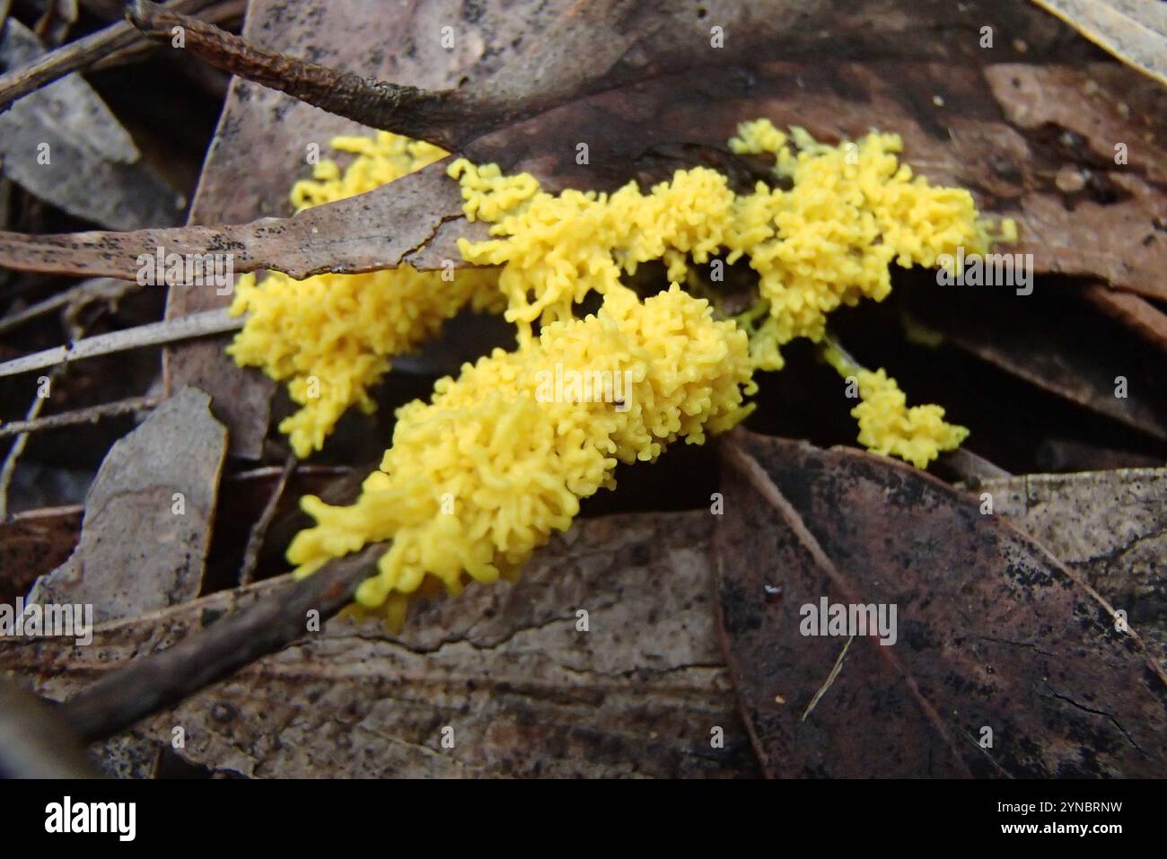 Dog Vomit Slime Mold (Fuligo septica Stock Photo - Alamy