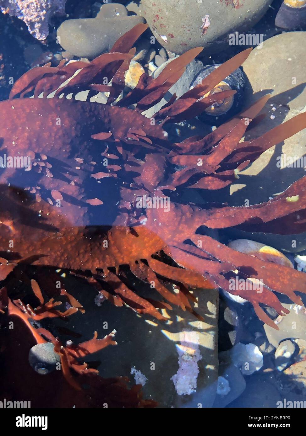 Bleach Weed (Prionitis sternbergii Stock Photo - Alamy