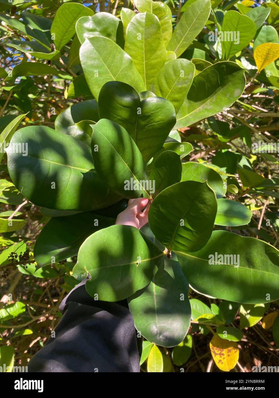 black calabash (Amphitecna latifolia Stock Photo - Alamy