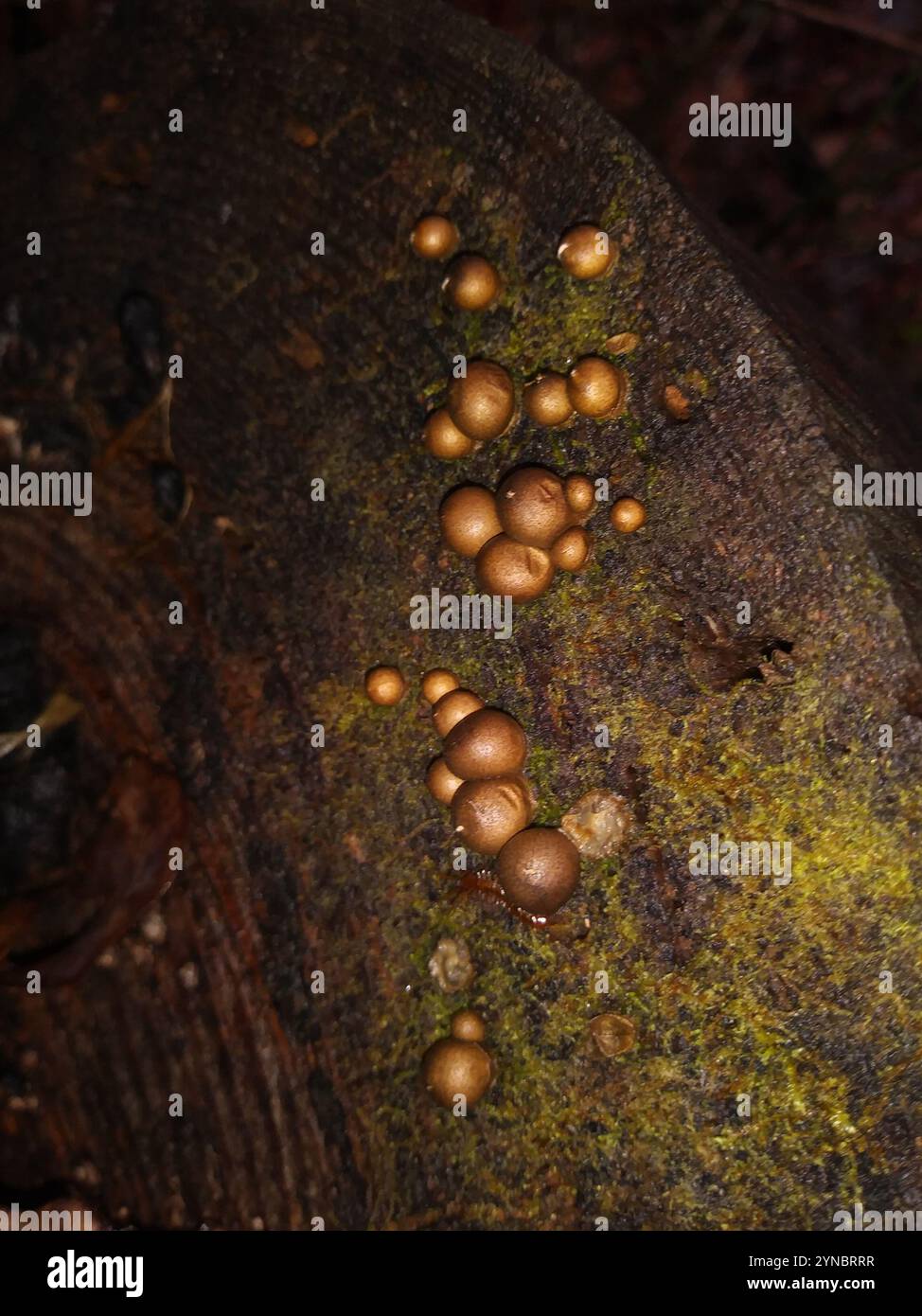 Wolf's Milk (Lycogala epidendrum Stock Photo - Alamy