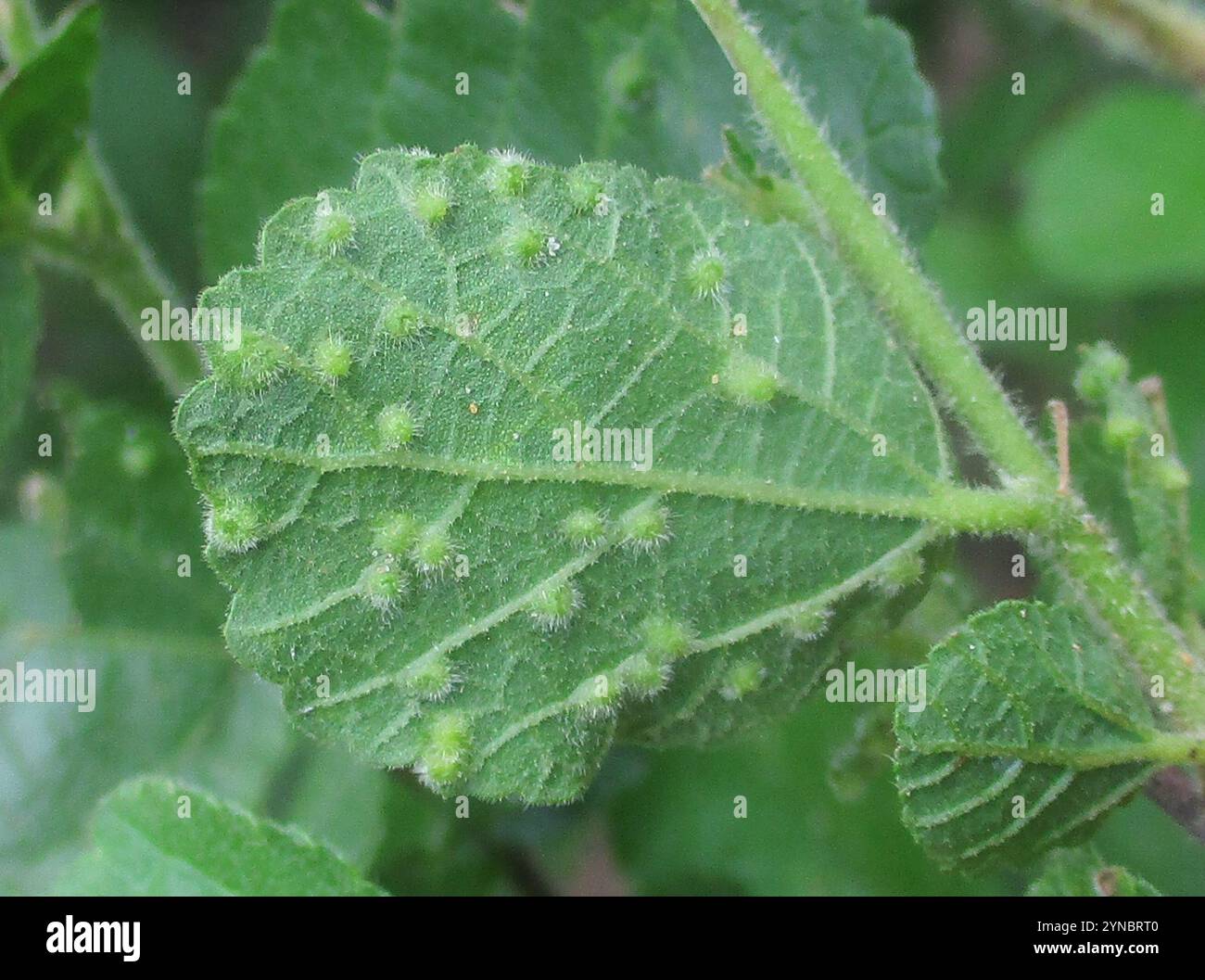 Star Raisin (Grewia avellana Stock Photo - Alamy