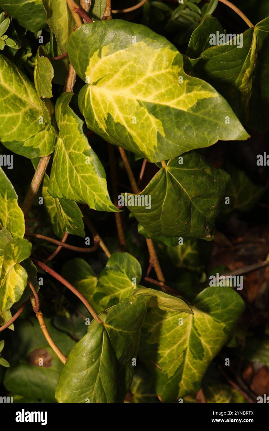 Persian Ivy (Hedera colchica Stock Photo - Alamy