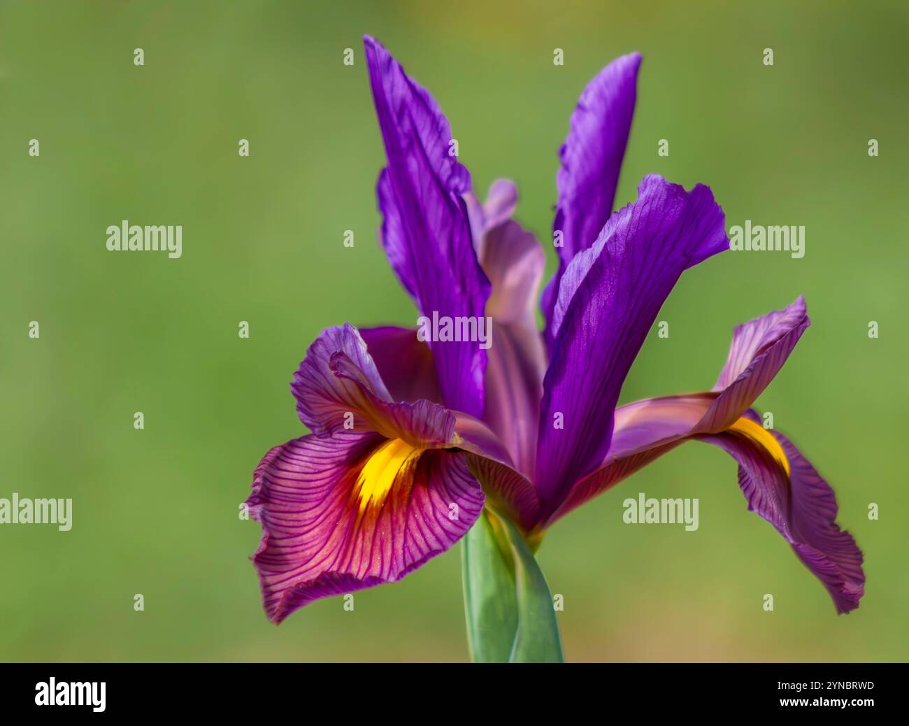 Dutch Iris "Eye of the Tiger Stock Photo - Alamy