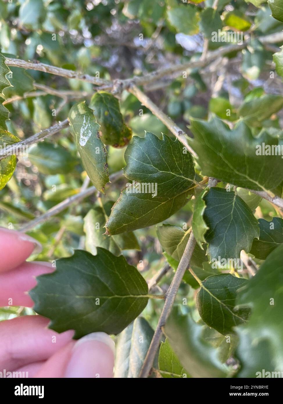 coast live oak (Quercus agrifolia Stock Photo - Alamy