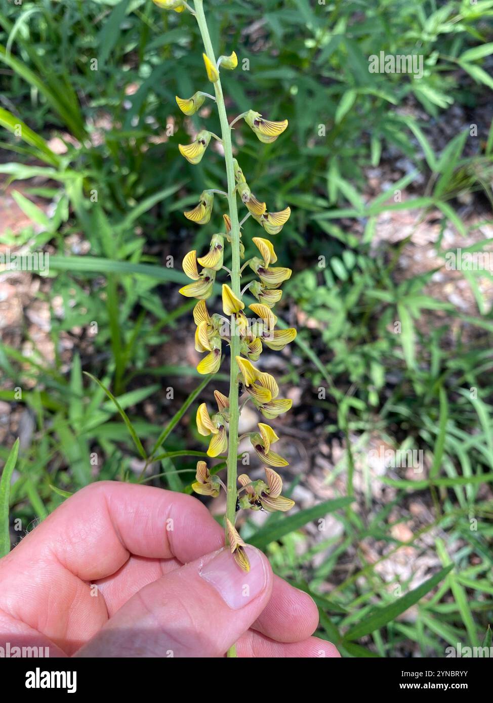 lanceleaf rattlebox (Crotalaria lanceolata Stock Photo - Alamy