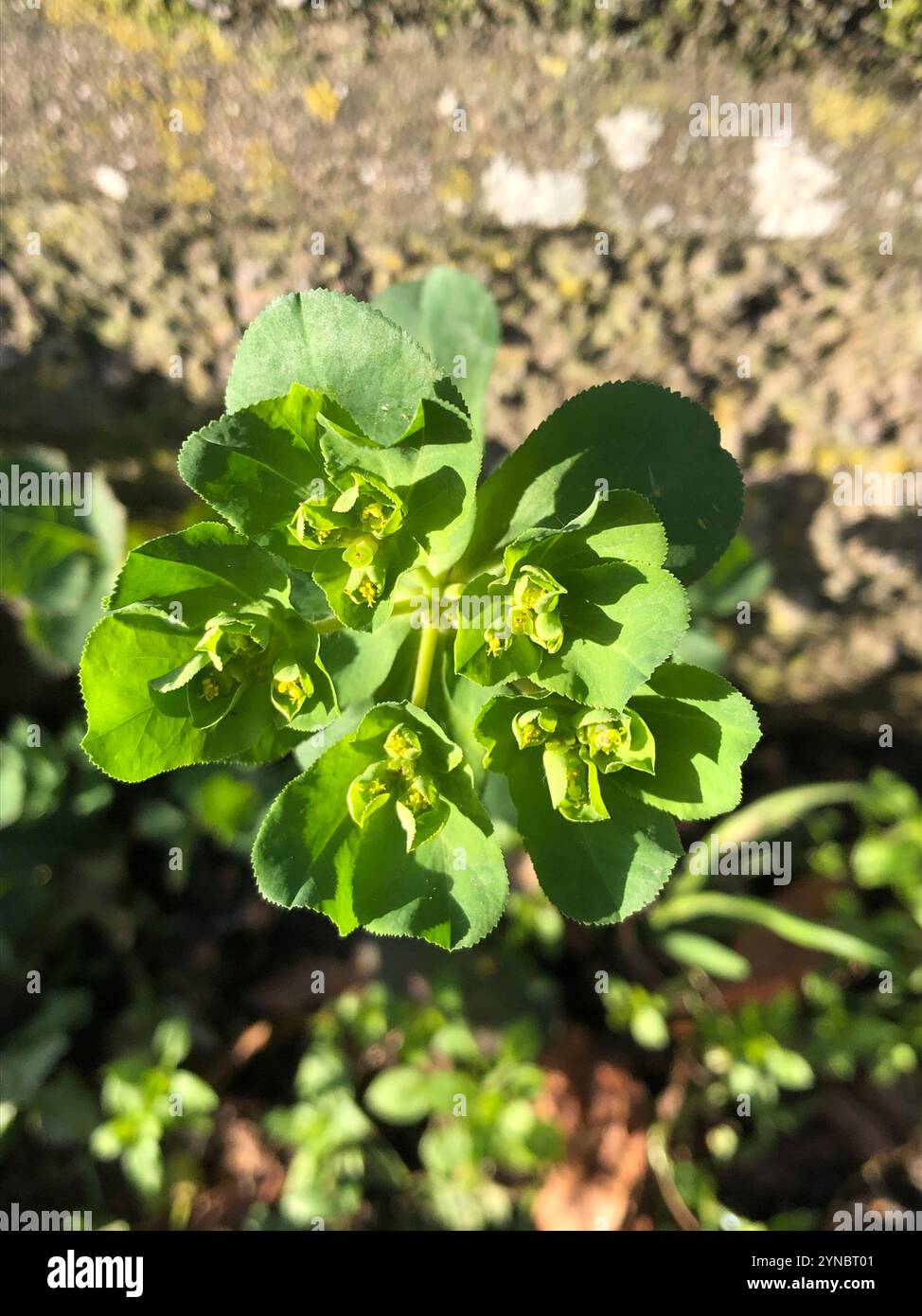 Sun spurge (Euphorbia helioscopia Stock Photo - Alamy