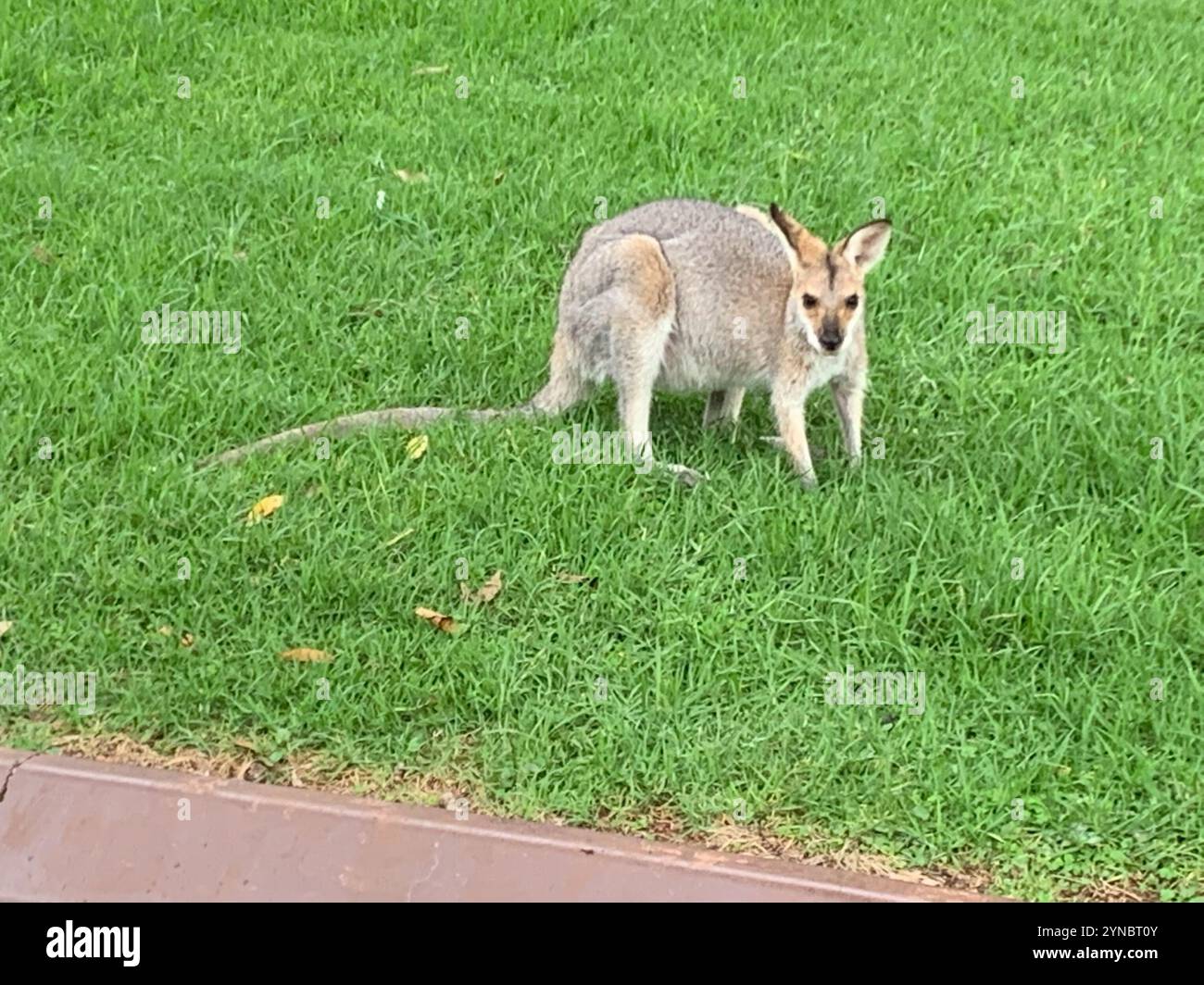 Red-necked Wallaby (Notamacropus rufogriseus Stock Photo - Alamy