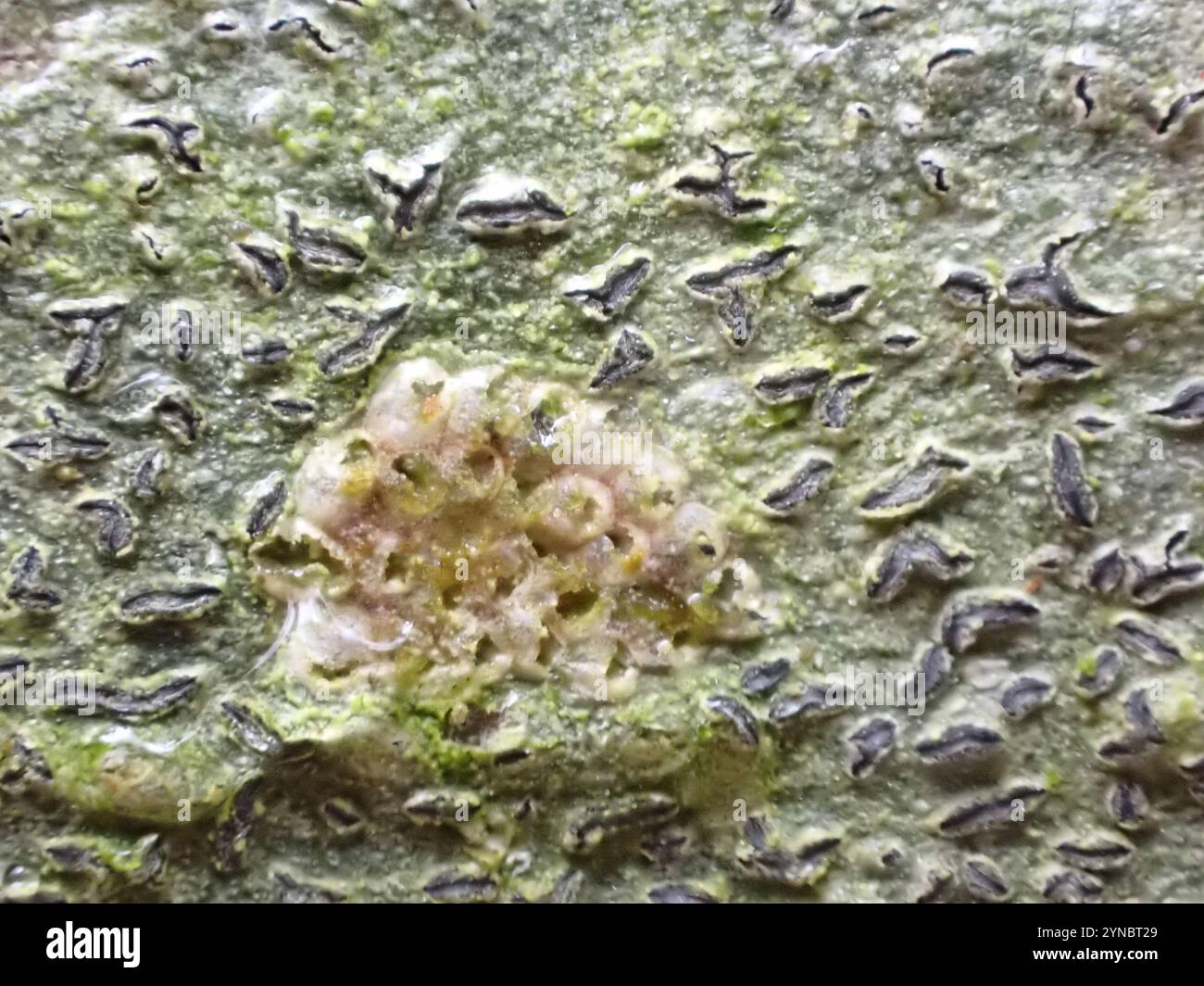 Common Script Lichen (Graphis scripta Stock Photo - Alamy