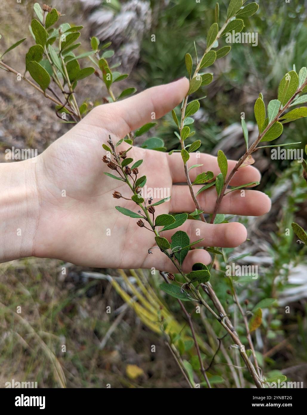 coastal plain staggerbush (Lyonia fruticosa Stock Photo - Alamy