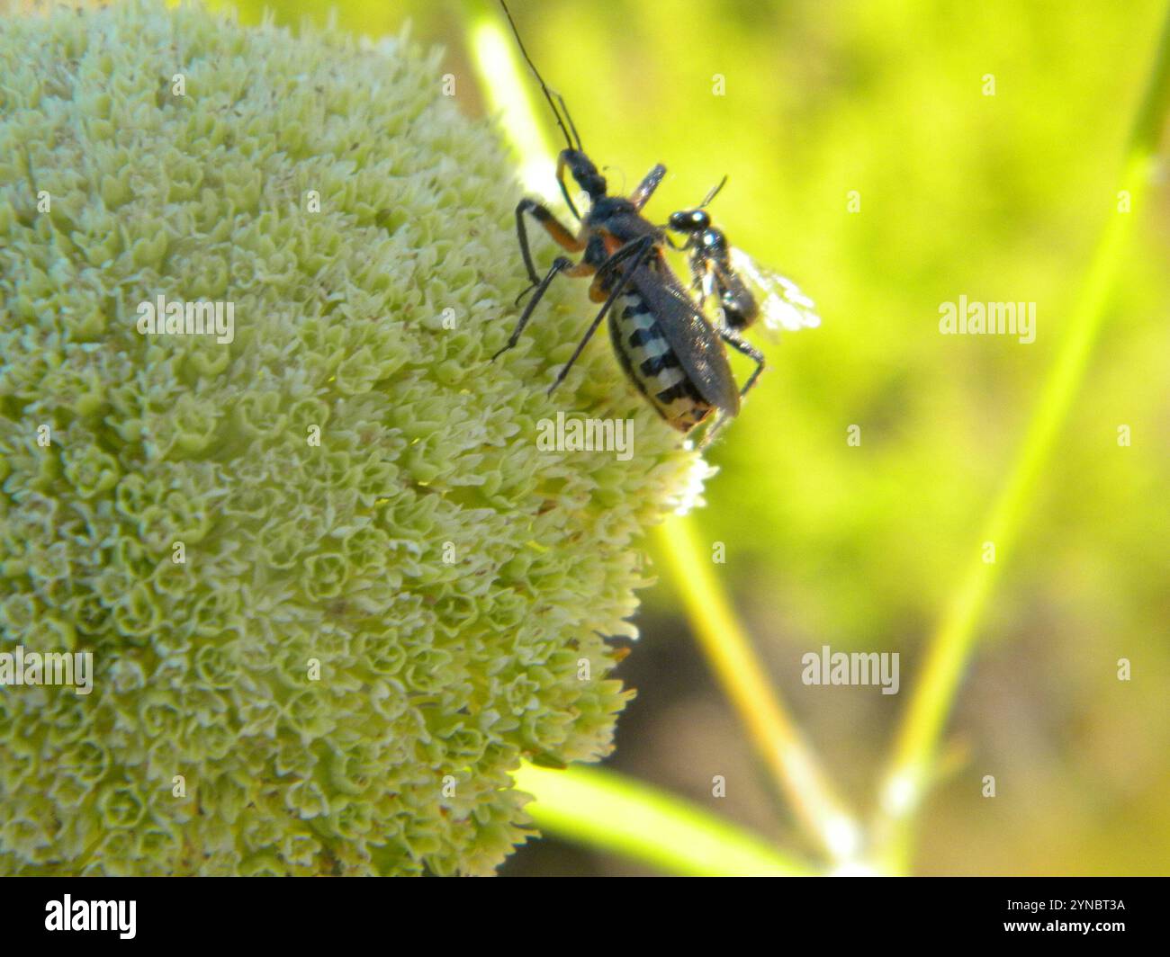Flower Assassin Bugs (Rhynocoris Stock Photo - Alamy