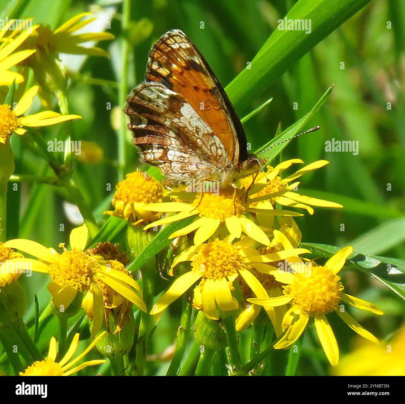 Pearl Crescent (Phyciodes tharos Stock Photo - Alamy