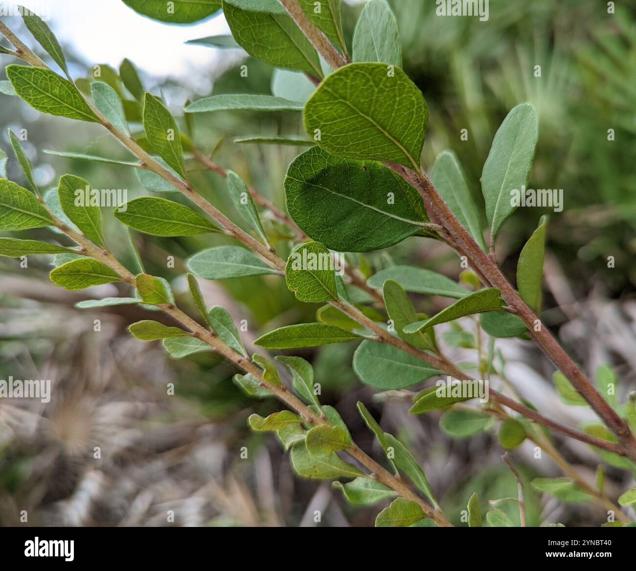 coastal plain staggerbush (Lyonia fruticosa Stock Photo - Alamy
