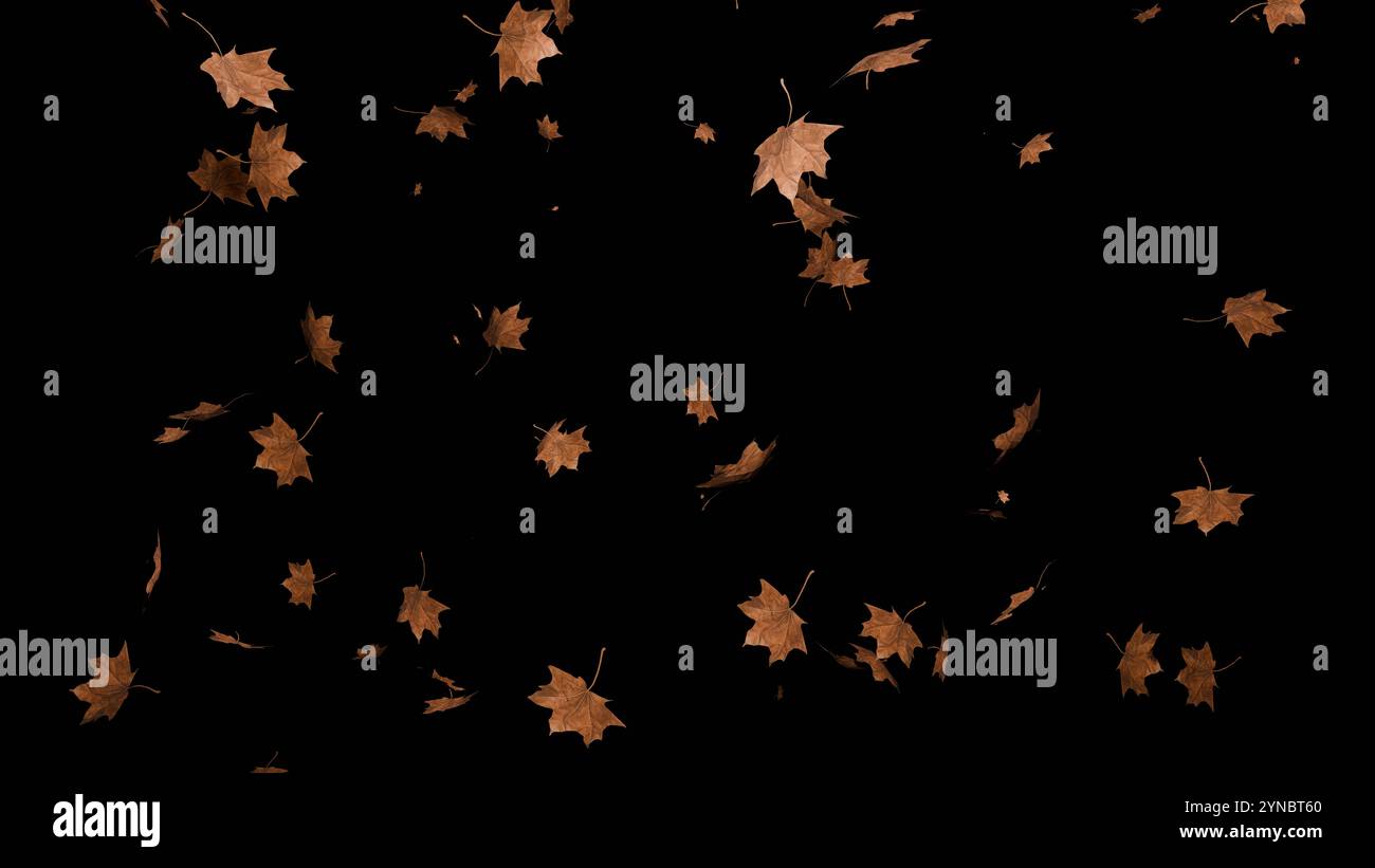 Falling brown leaves during autumn. Isolated leaves on the black ...