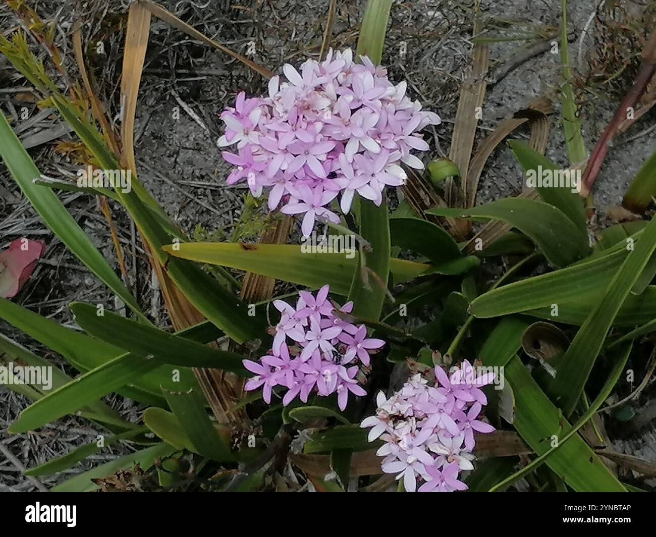 Corymbium hi-res stock photography and images - Alamy