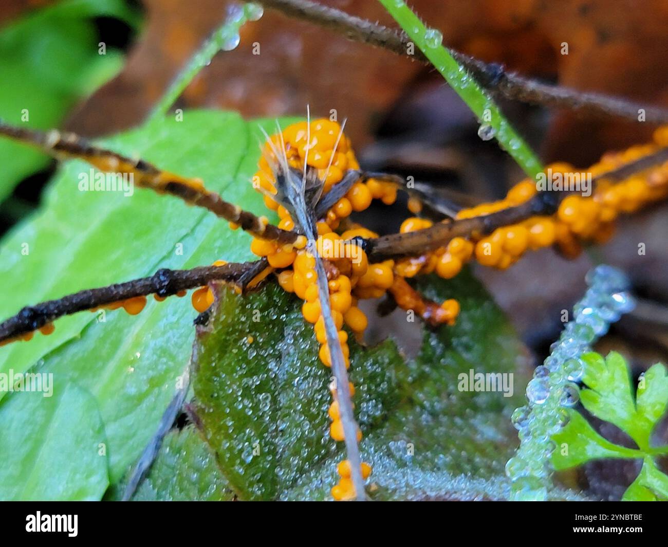 insect-egg slime (Leocarpus fragilis Stock Photo - Alamy