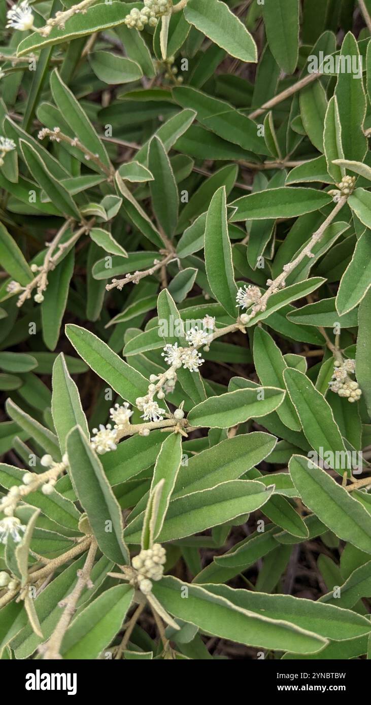 pineland croton (Croton linearis Stock Photo - Alamy