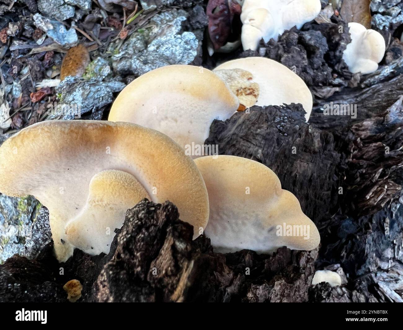 Stinking Orange Oyster (Phyllotopsis nidulans Stock Photo - Alamy
