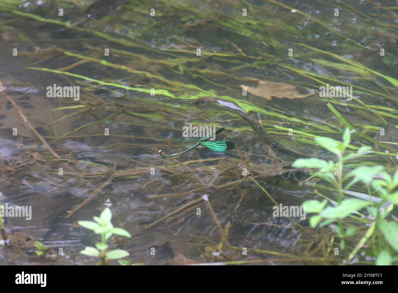 Green Metalwing (Neurobasis chinensis Stock Photo - Alamy