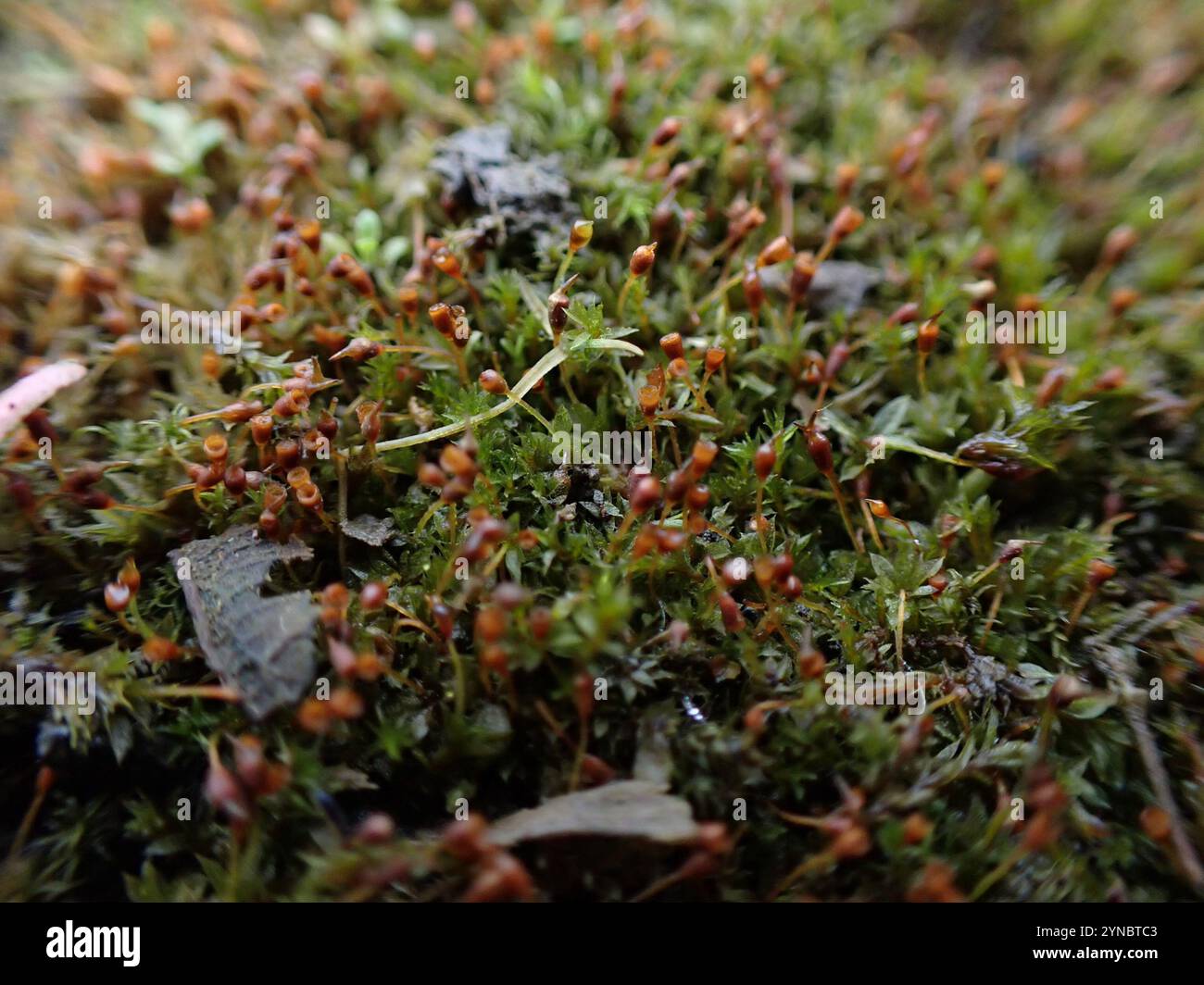 Common Pottia (Tortula truncata Stock Photo - Alamy