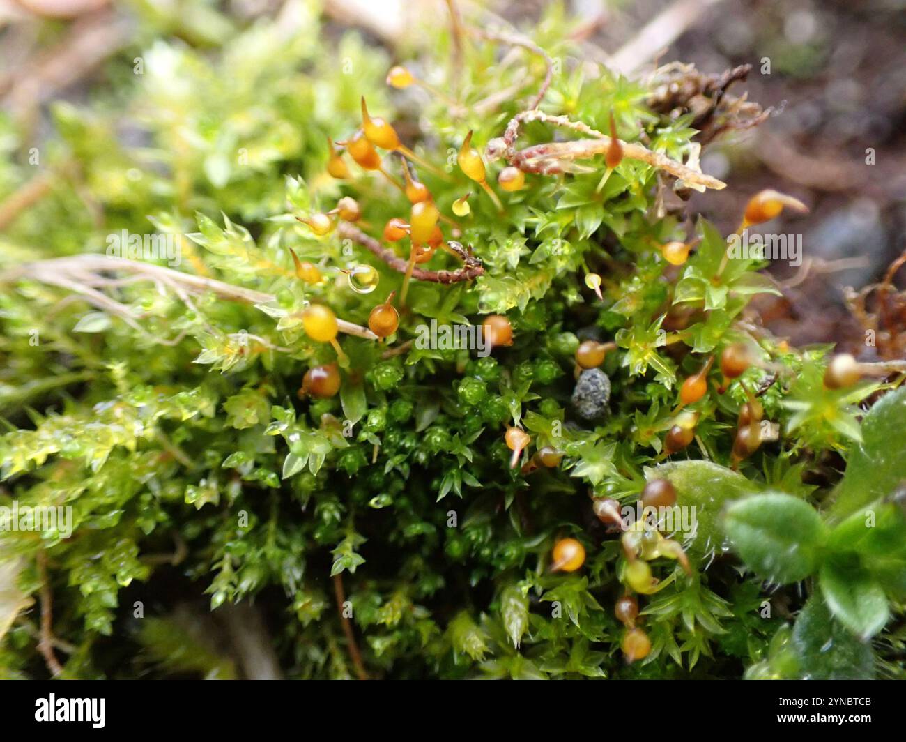 Tortula truncata hi-res stock photography and images - Alamy