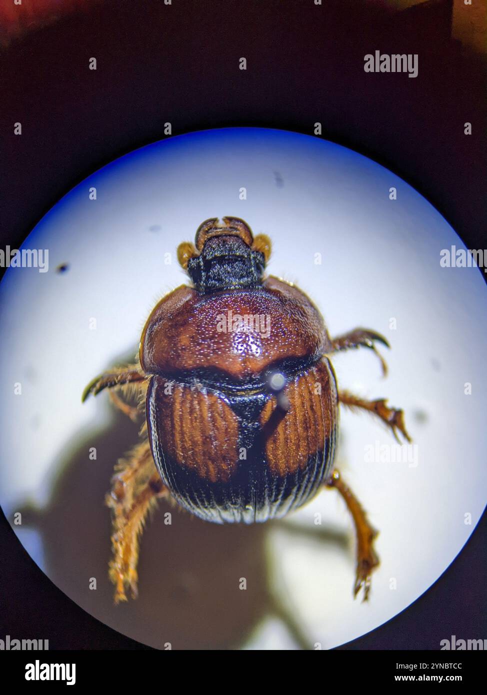 Bruner's Earth-boring Scarab Beetle (Bolbocerosoma bruneri Stock Photo ...