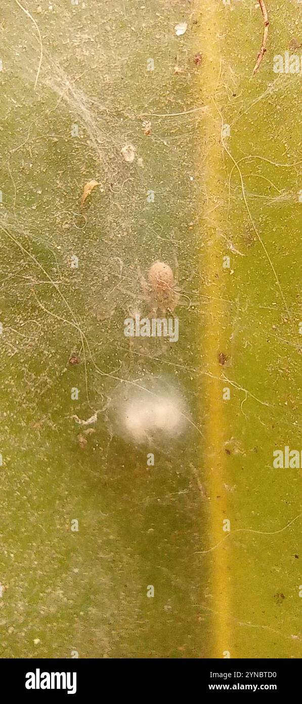 Wall Spiders (Oecobius Stock Photo - Alamy